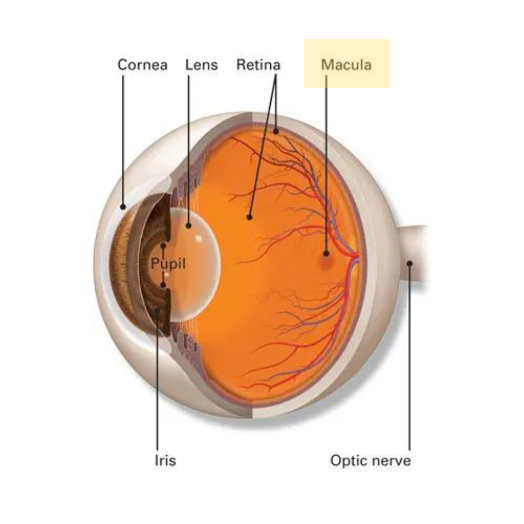Macular Hole Treatment With Lehigh Eye Specialists - Lehigh Eye Specialists